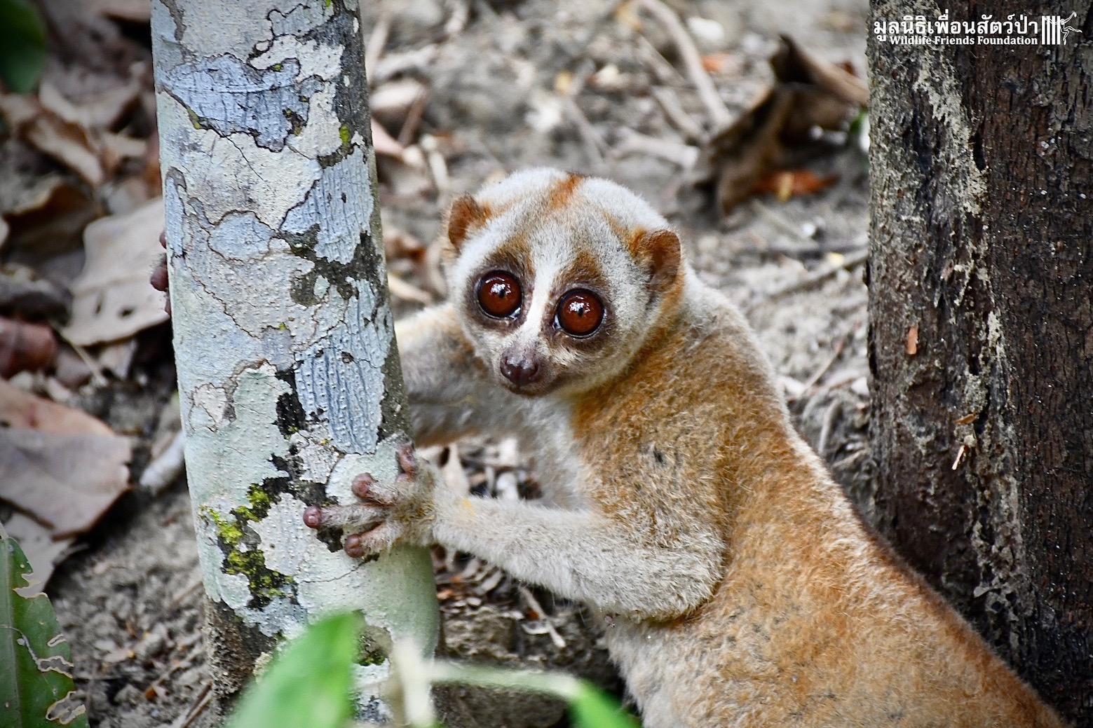 Back to the Forest for these Loris - Wildlife Friends Foundation Thailand