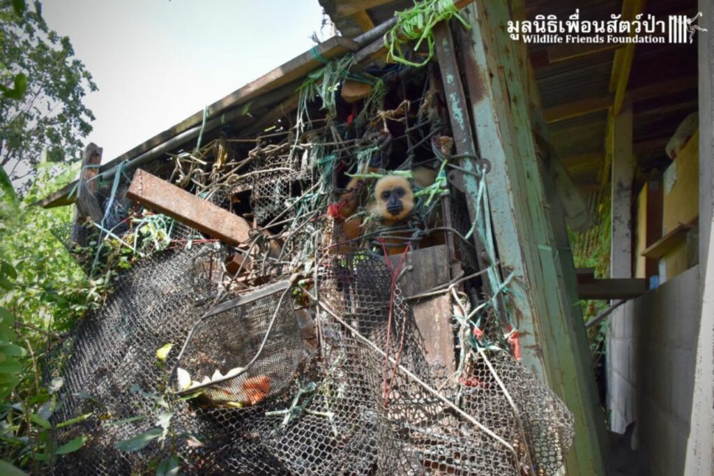 Northern white-cheeked gibbons - Wildlife Friends Foundation Thailand