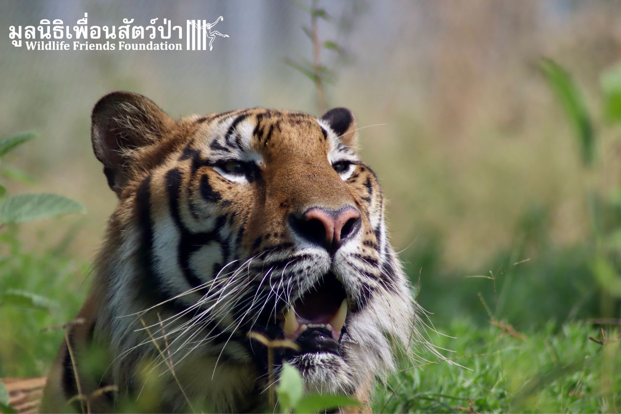 Meet our Rescued Tigers - Wildlife Friends Foundation Thailand