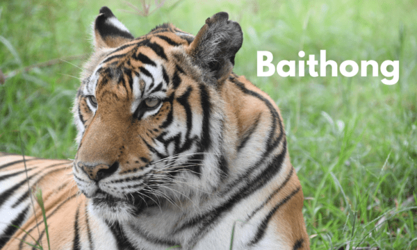 Tiger Rescue Centre - Wildlife Friends Foundation Thailand