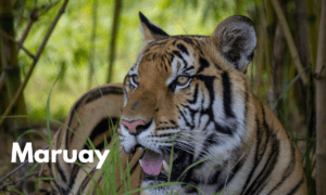 Tiger Rescue Centre - Wildlife Friends Foundation Thailand