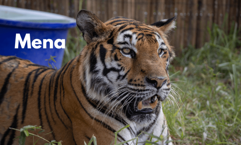 Tiger Rescue Centre - Wildlife Friends Foundation Thailand