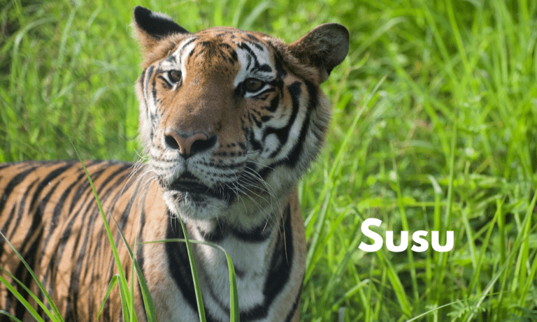 Tiger Rescue Centre - Wildlife Friends Foundation Thailand