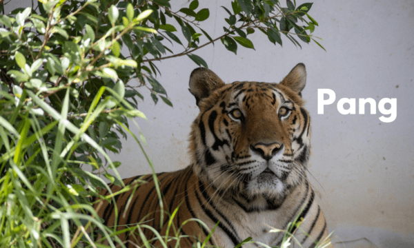 Tiger Rescue Centre - Wildlife Friends Foundation Thailand
