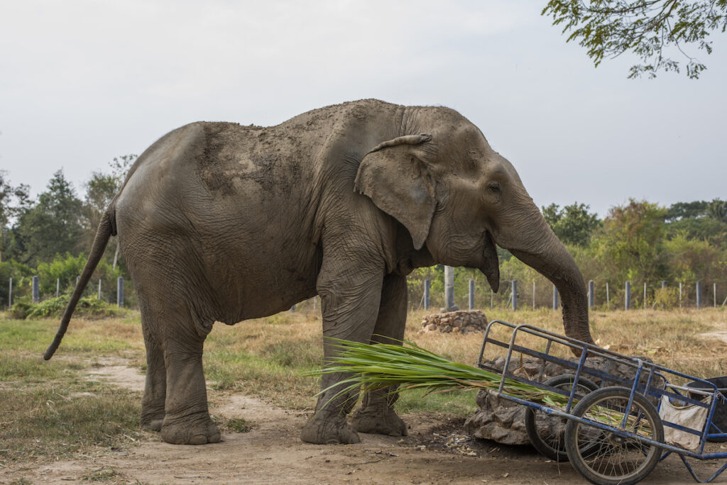 How Elephants' Bodies Are Damaged by Tourist Rides