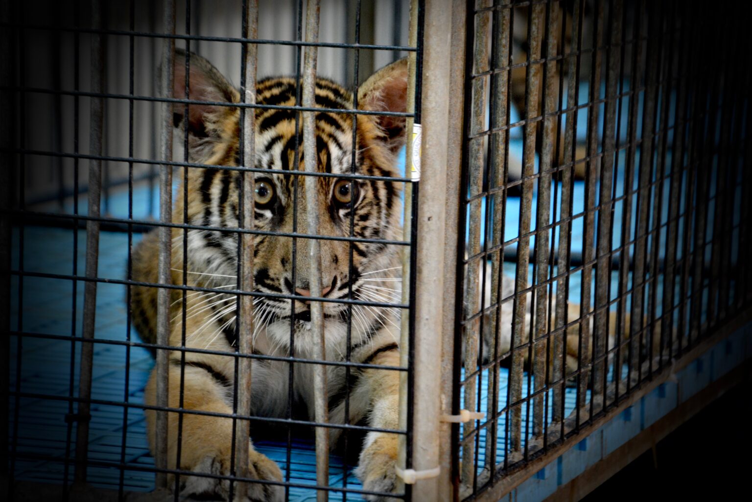 Tiger Rescue Centre - Wildlife Friends Foundation Thailand