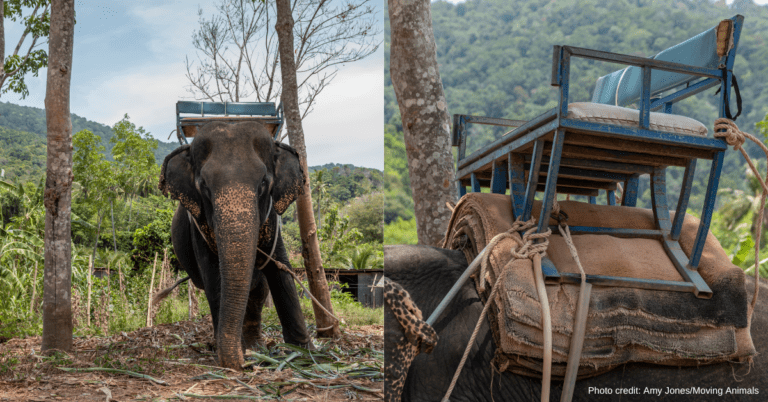 How Elephants' Bodies Are Damaged by Tourist Rides