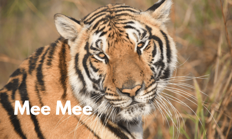 Tiger Rescue Centre - Wildlife Friends Foundation Thailand