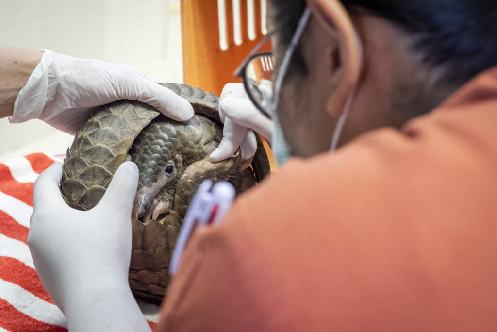 Critically Endangered Pangolin Returned to the Wild by WFFT