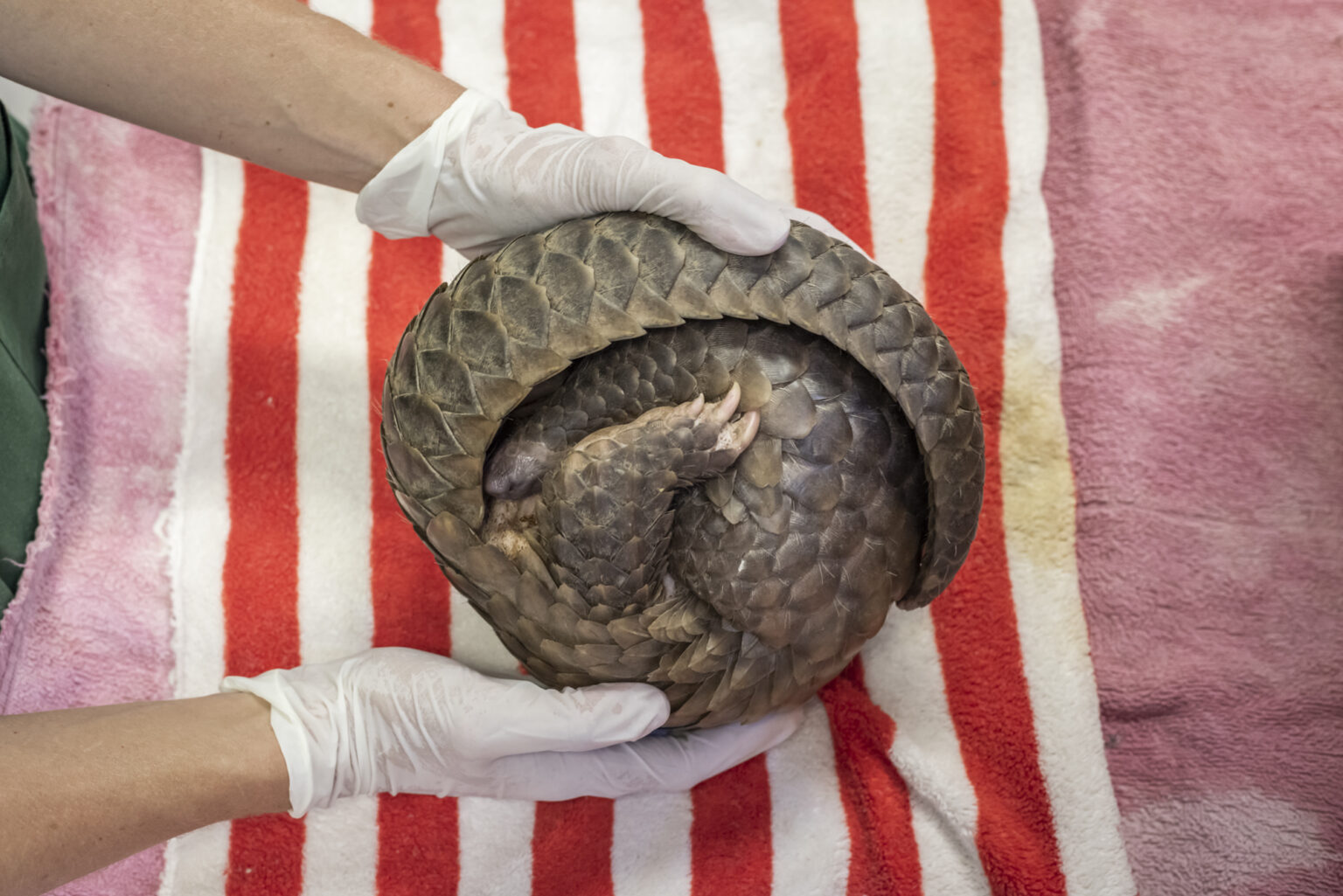 Critically Endangered Pangolin Returned to the Wild by WFFT