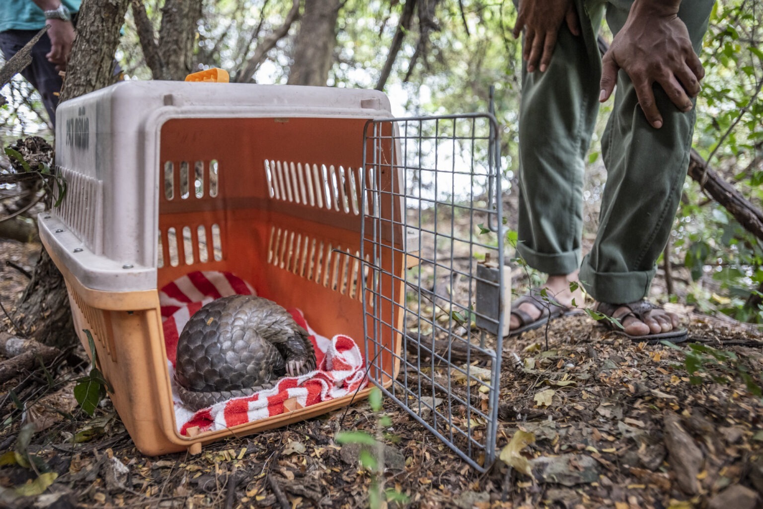 Critically Endangered Pangolin Returned to the Wild by WFFT