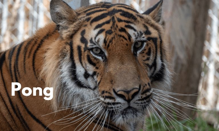 Tiger Rescue Centre - Wildlife Friends Foundation Thailand