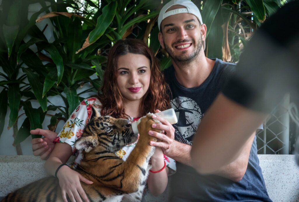 Tiger tourism. Amy Jones_Moving Animals10 - Wildlife Friends Foundation ...