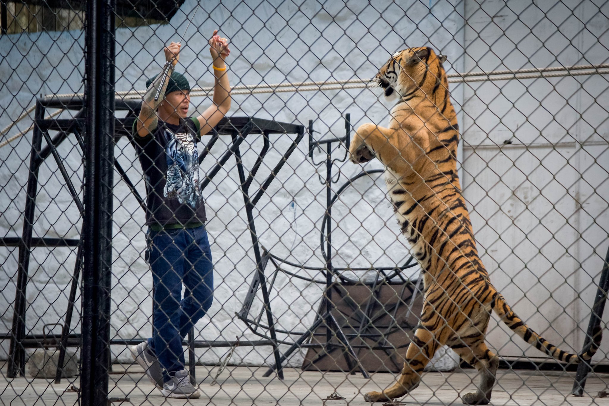 Tiger tourism. Amy Jones_Moving Animals12 - Wildlife Friends Foundation ...