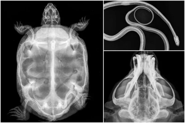 Incredible X-Ray Images of WFFT’s Animal Patients Show Unique Glimpse ...