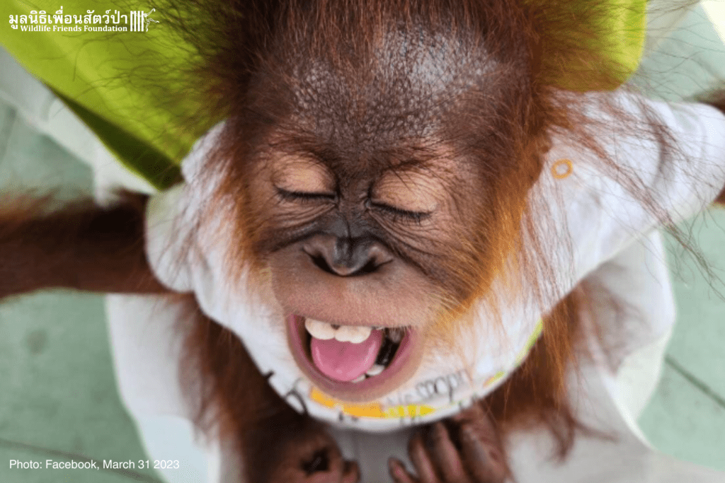 Orangutan Smiling Teeth