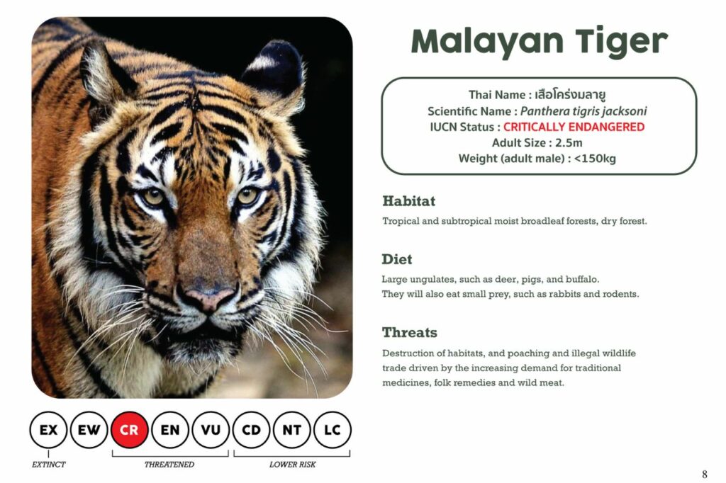 Tiger Educational Posters / Factsheets - WFFT