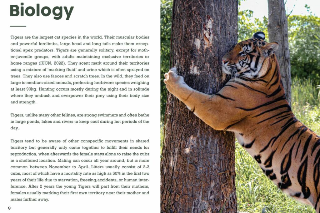 Tiger Educational Posters / Factsheets - WFFT