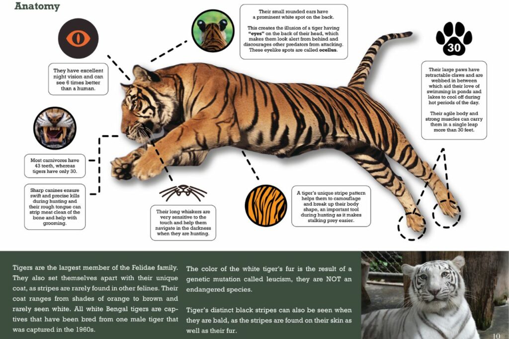 Tiger Educational Posters Factsheets Wfft