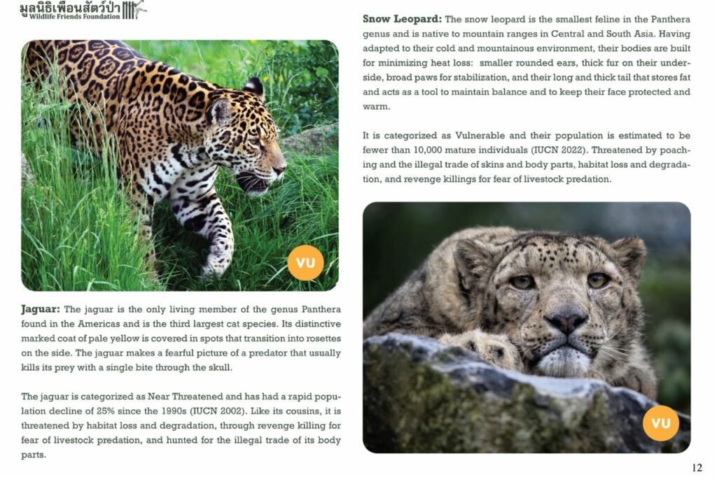 Tiger Educational Posters / Factsheets - WFFT