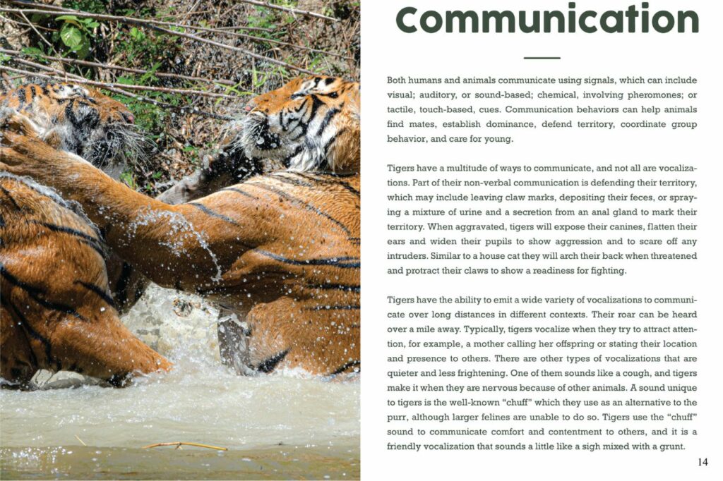 Tiger Educational Posters / Factsheets - WFFT