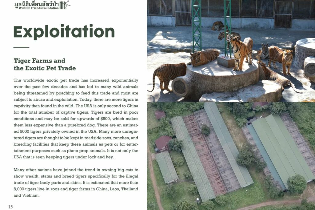 Tiger Educational Posters / Factsheets - WFFT