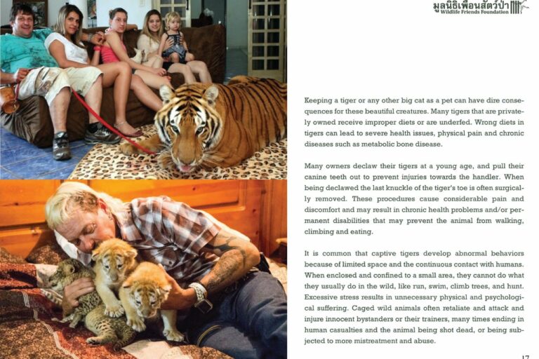 Tiger Educational Posters / Factsheets - WFFT