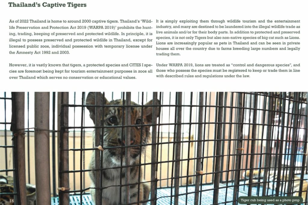 Tiger Educational Posters / Factsheets - WFFT