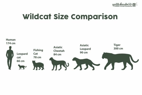 Tiger Educational Posters / Factsheets - WFFT