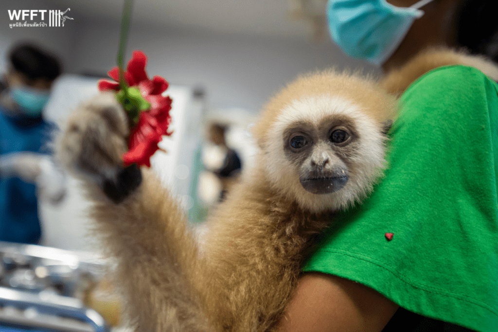 Hornbill gibbon rescue May 2023_AJones (2) - Wildlife Friends ...