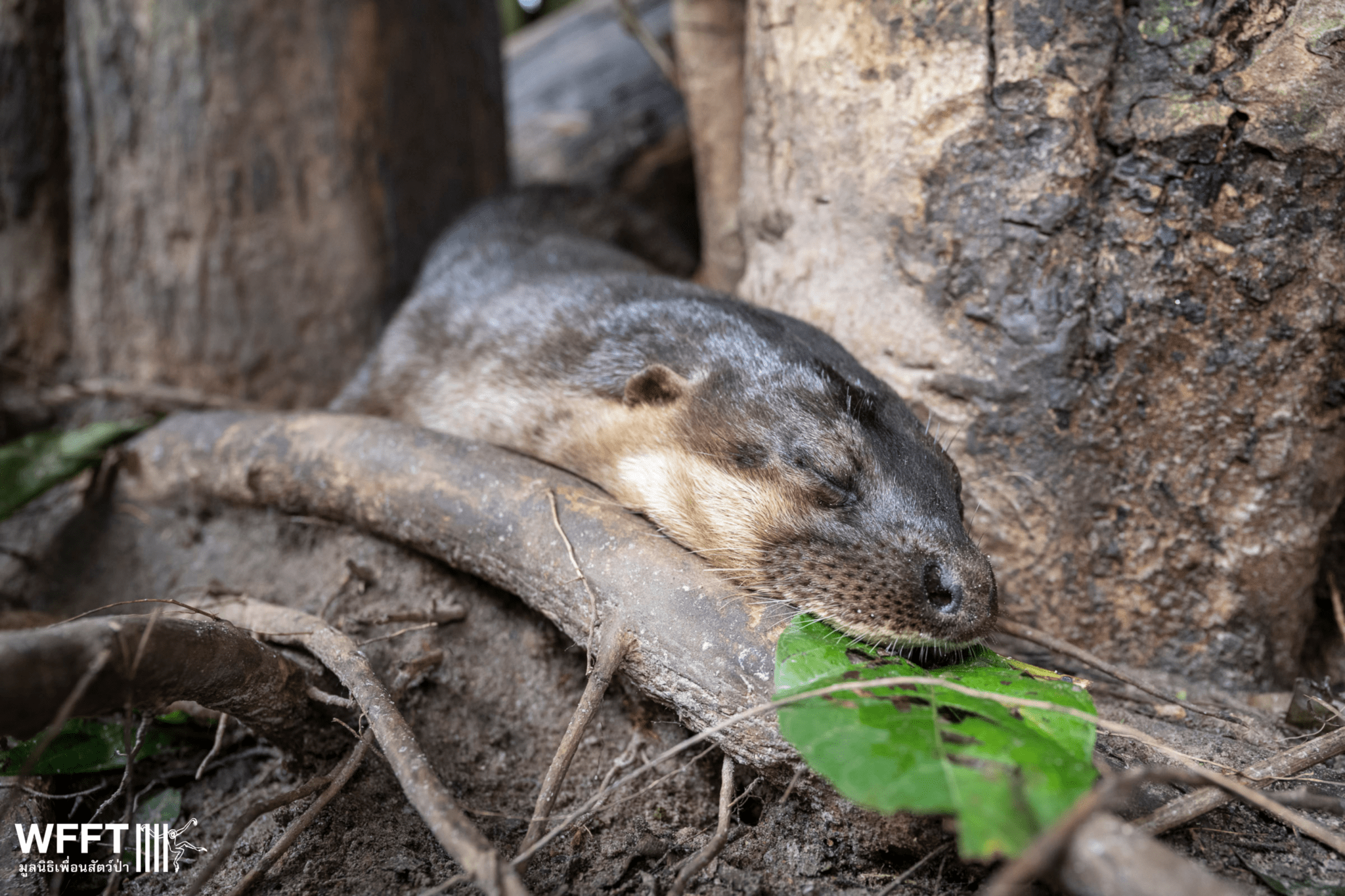 In Pictures: The “World’s Rarest” Otter Enjoying Sanctuary Life at WFFT