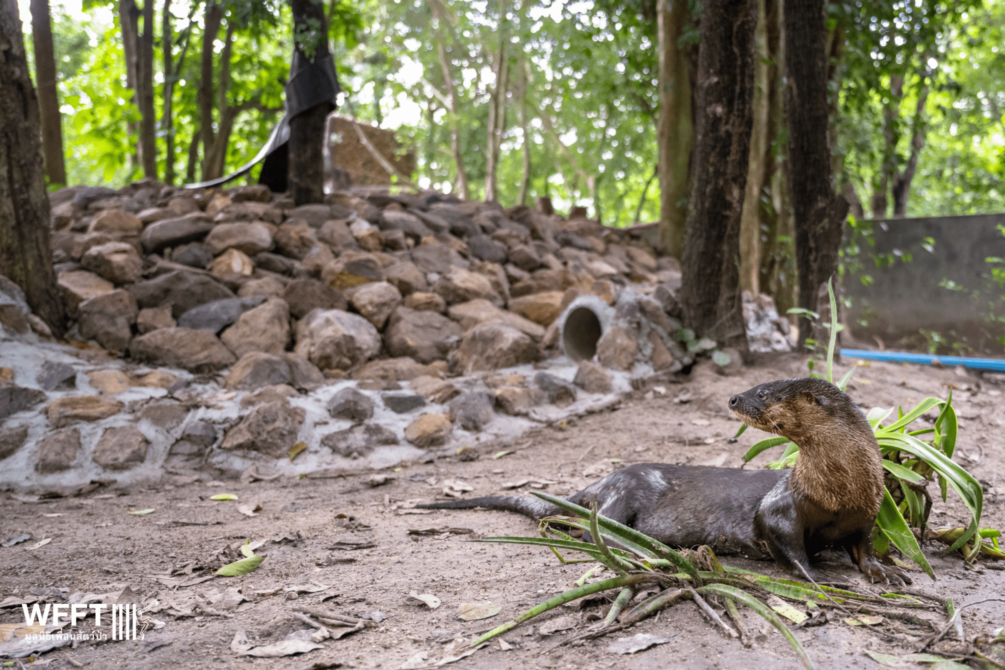 In Pictures: The “World’s Rarest” Otter Enjoying Sanctuary Life at WFFT