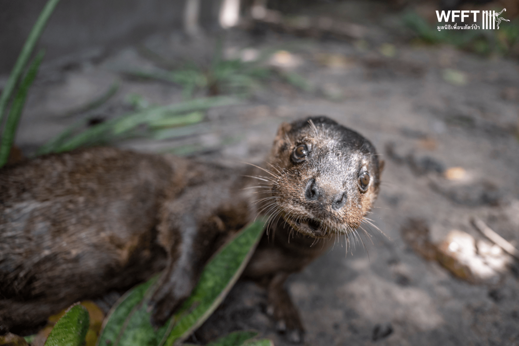 In Pictures: The “World’s Rarest” Otter Enjoying Sanctuary Life at WFFT