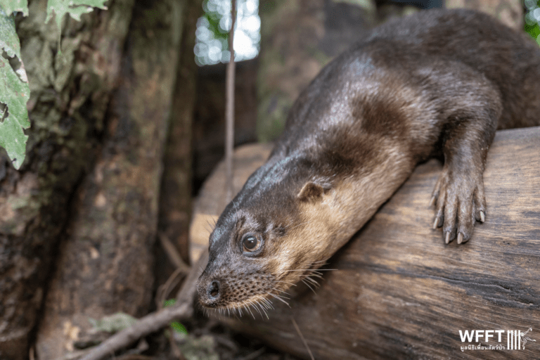 In Pictures: The “World’s Rarest” Otter Enjoying Sanctuary Life at WFFT