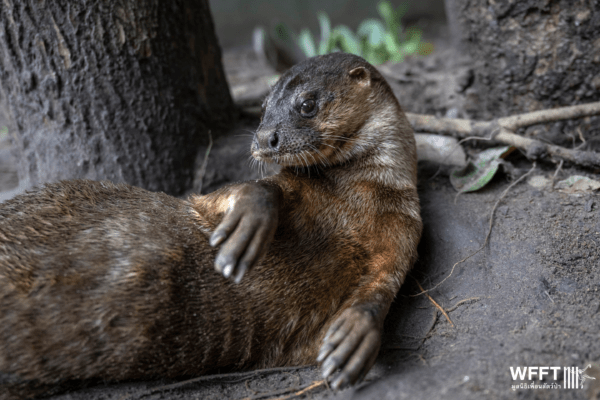 In Pictures: The “World’s Rarest” Otter Enjoying Sanctuary Life at WFFT