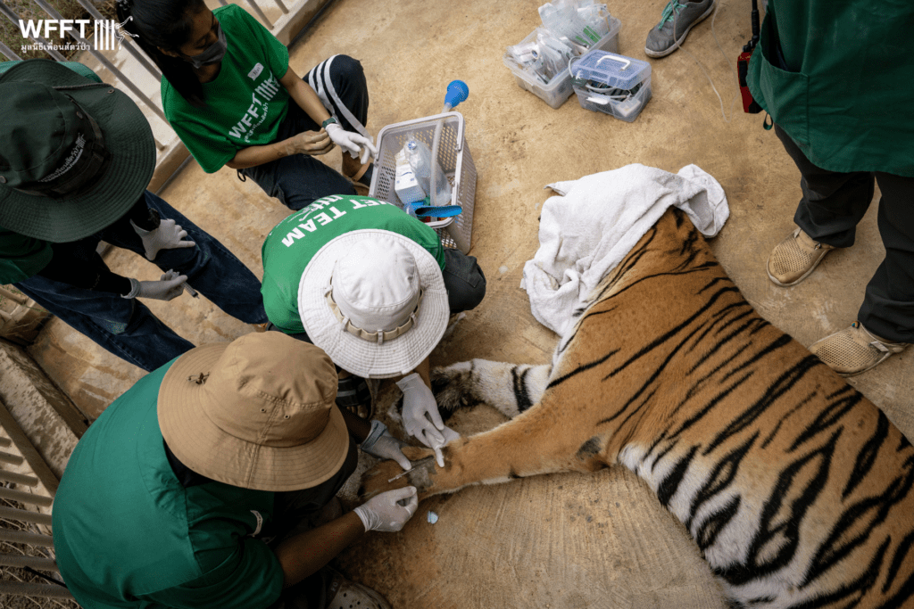 Rescue Tiger Rambo Receives Dental Care to Fix Decay - Wildlife Friends ...