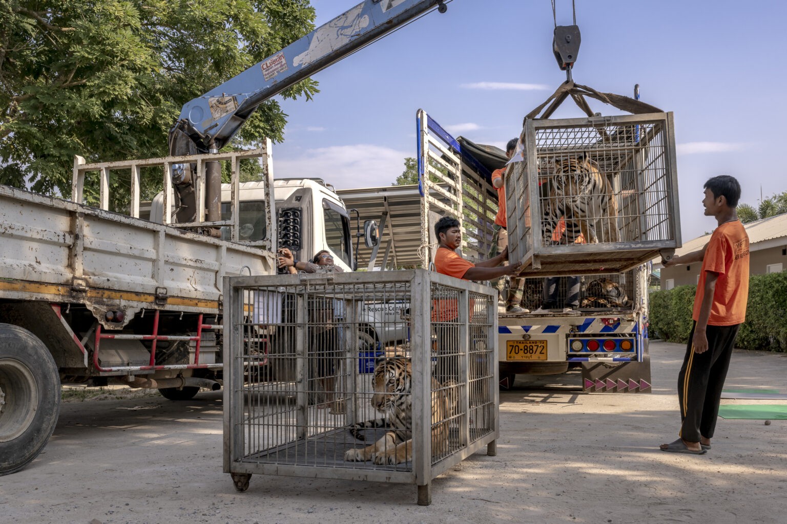 Tigers rescued - the transport cages arrive at WFFT. Credit_ Amy Jones ...