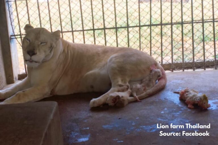 A ticking time bomb: Captive-bred lions in Thailand - Wildlife Friends ...