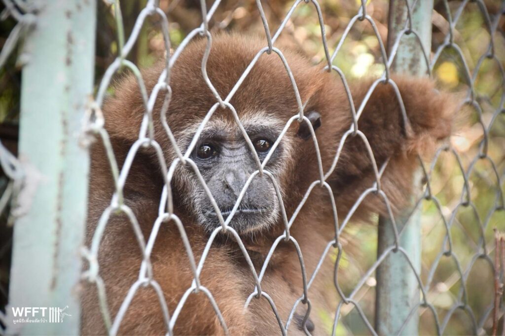 Heart at time of rescue - Wildlife Friends Foundation Thailand