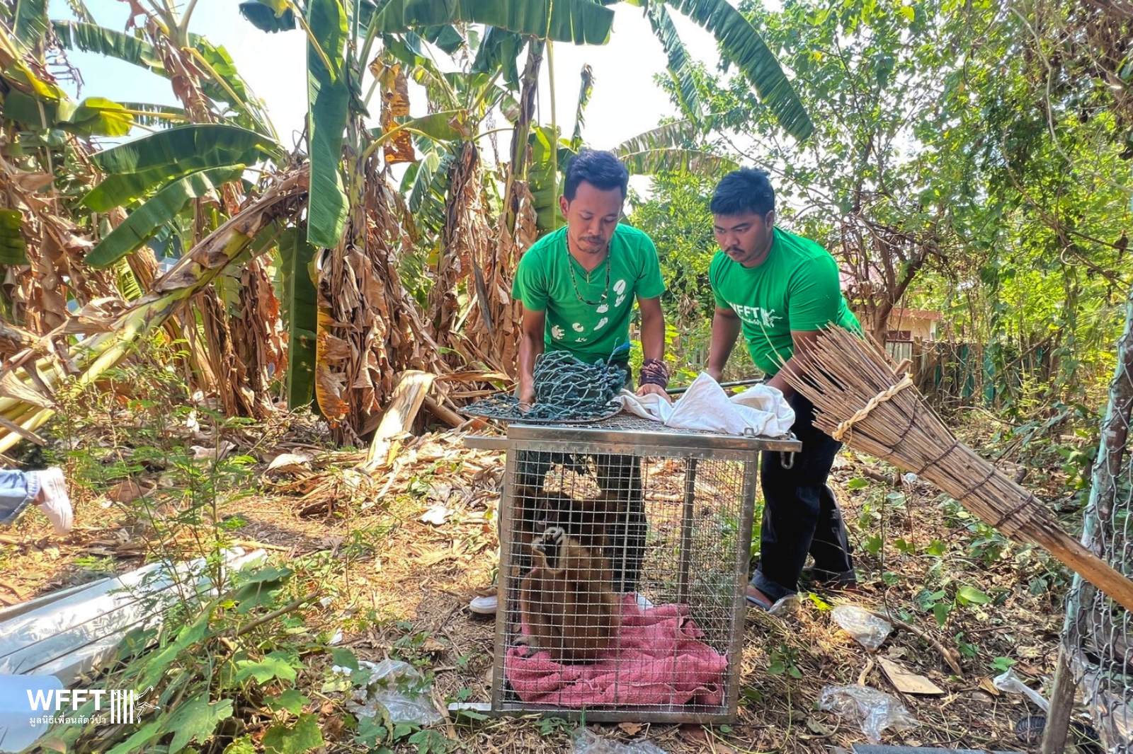 Removing Heart from her cage - Wildlife Friends Foundation Thailand