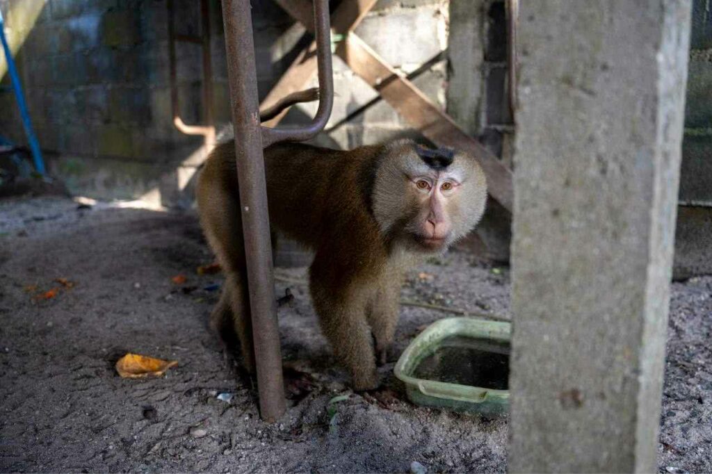 Chained up and horrendous living conditions for captive monkeys - photo ...