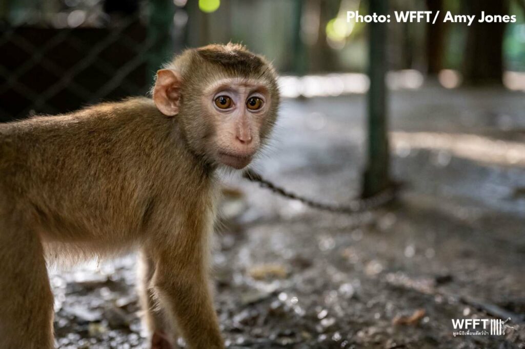 Juvenile macaque chained up - Wildlife Friends Foundation Thailand