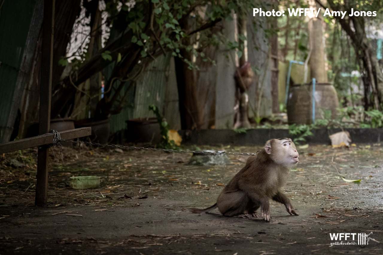 Close Down Monkey Zoo and Show - Wildlife Friends Foundation Thailand