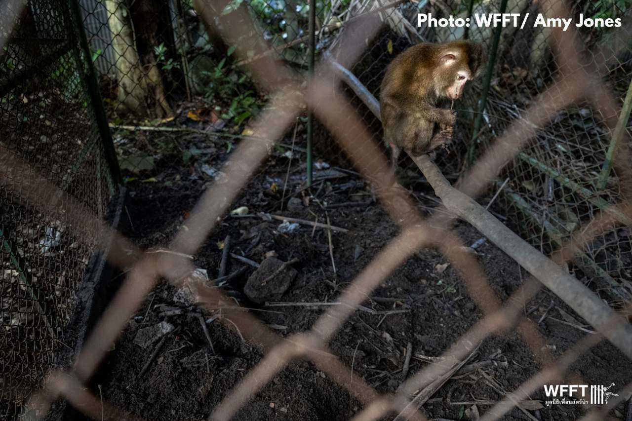 Close Down Monkey Zoo and Show - Wildlife Friends Foundation Thailand