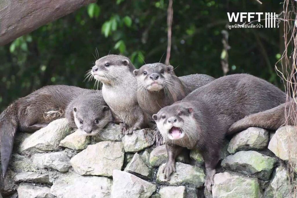 In Pictures: The “World’s Rarest” Otter Enjoying Sanctuary Life at WFFT