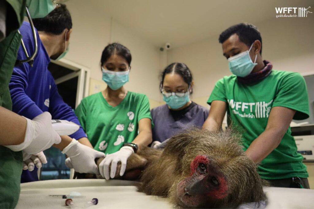 Sakakibara being assessed at the WFFT wildlife hospital - Wildlife ...
