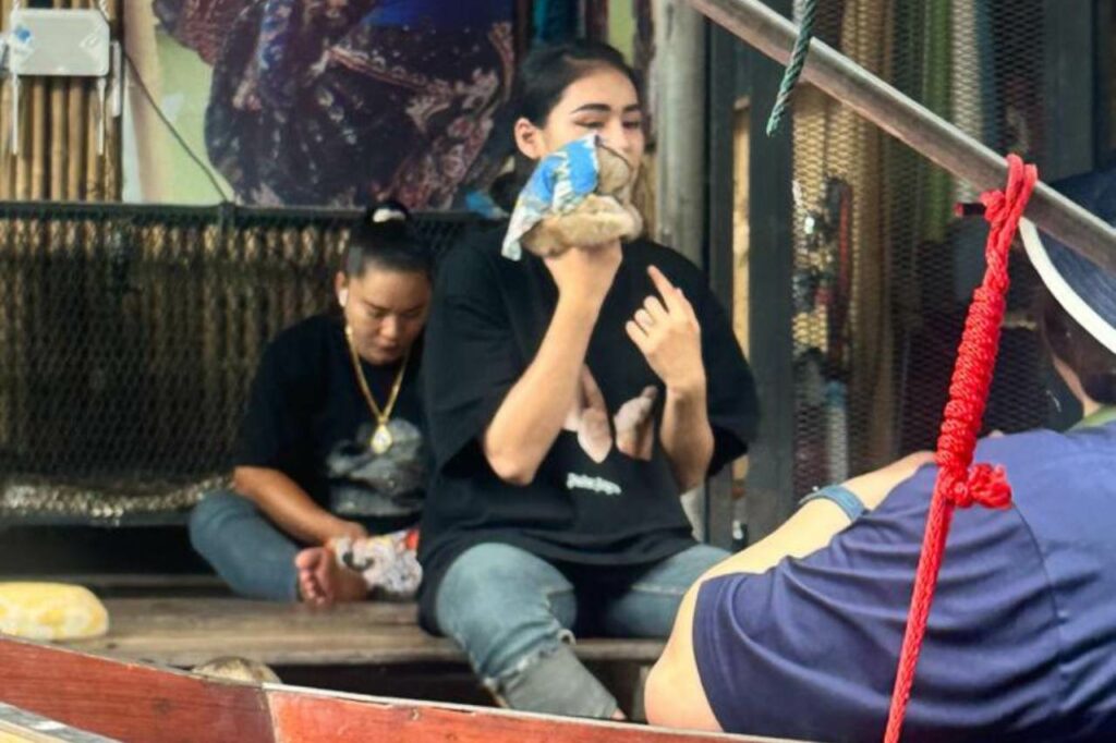 Endangered and Exploited: The Cruel Reality of Slow Lorises as Tourist ...