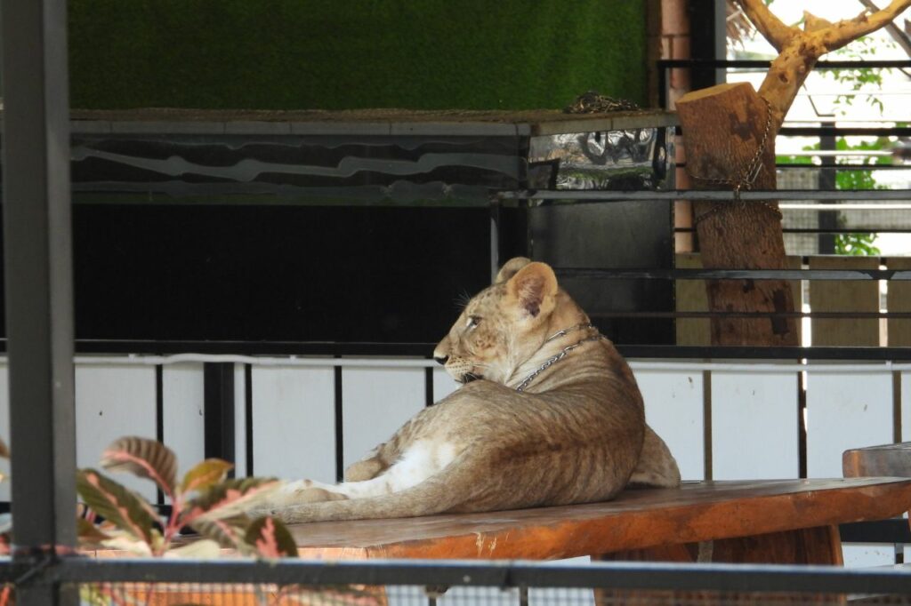 A captive lion kept chained to the table, waiting for tourists to stop ...