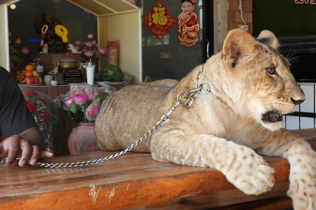 A captive lion chained and on display for tourists to enjoy - Wildlife ...