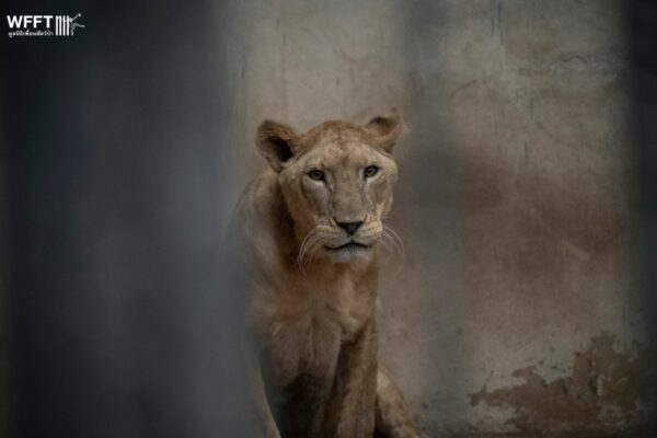 Shocking Rise in Farmed and Captive Lions in Thailand - Wildlife ...